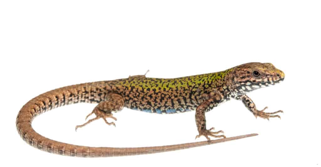 Lazarus Lizard Animal Pictures | A-Z Animals