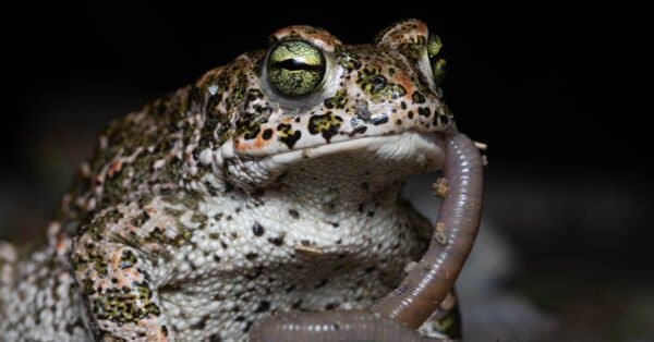 Worm Reproduction: How Exactly Do They Reproduce? - A-Z Animals