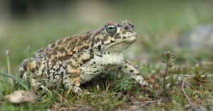 Natterjack Animal Facts - Epidalea calamita - A-Z Animals