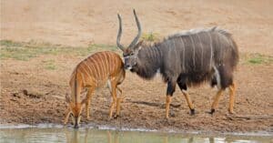 Nyala Animal Facts - Tragelaphus angasii - A-Z Animals