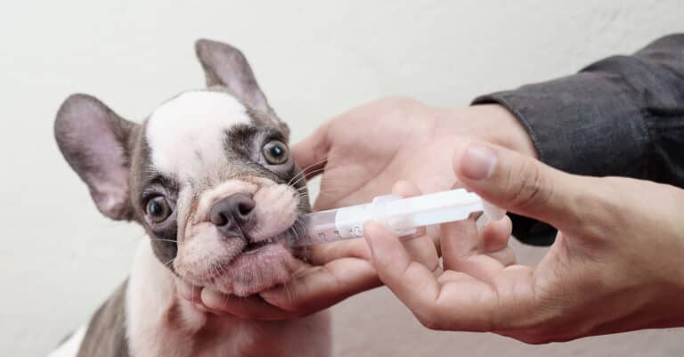 Meloxidyl Dosage Chart for Dogs: Risks, Side Effects, Dosage, and More ...