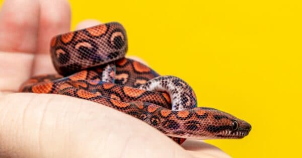 Rainbow Boa - A-Z Animals