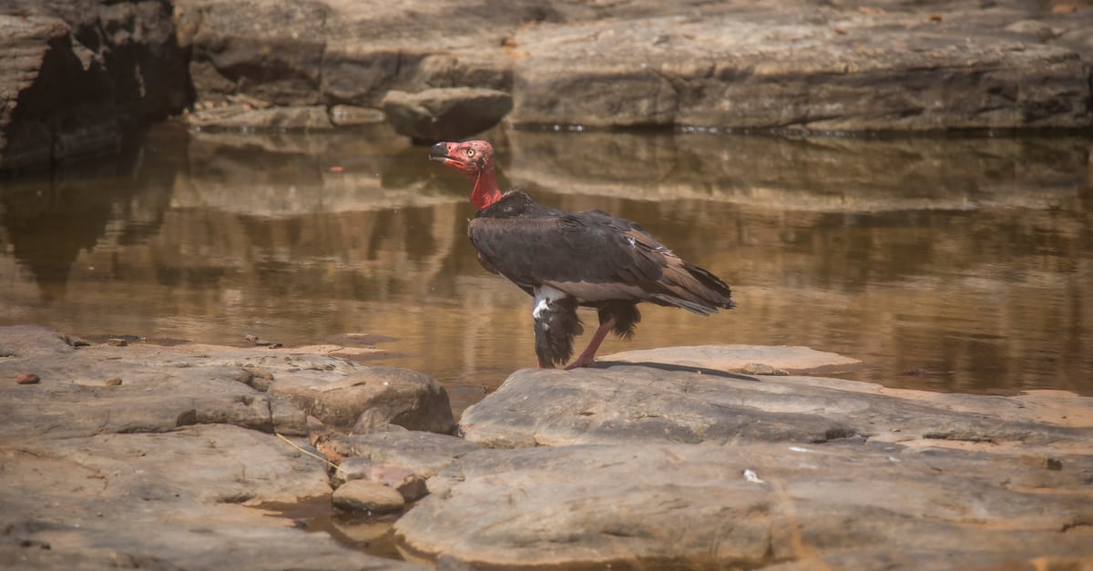 Red-Headed Vulture Animal Facts - Sarcogyps calvus - A-Z Animals