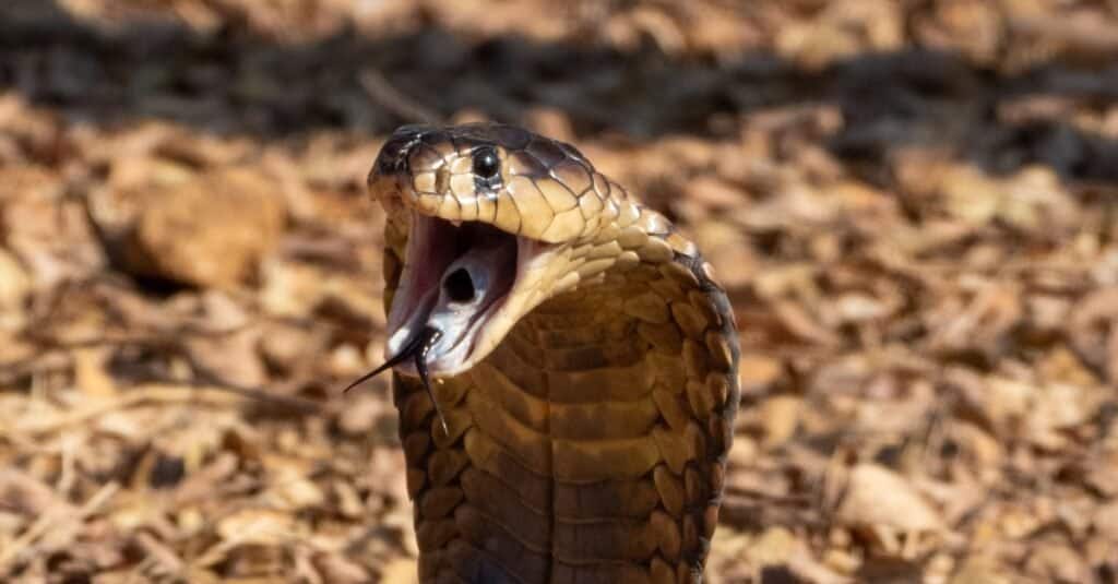 Snouted Cobra Animal Facts | Naja annulifera - AZ Animals