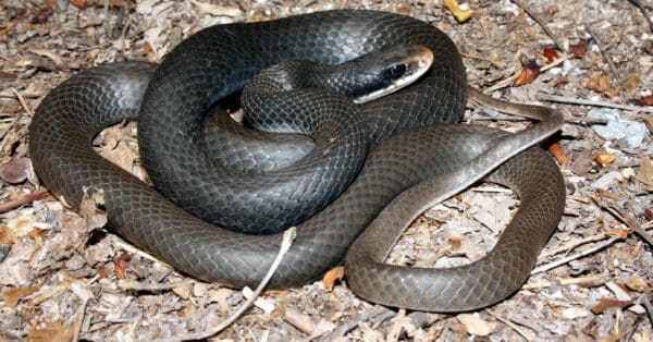 Black Racer vs Copperhead: อะไรคือความแตกต่าง? | Newagepitbulls