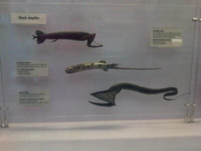 The Telescopefish: The Deep-Sea Predator That Sees Like No Other - A-Z ...