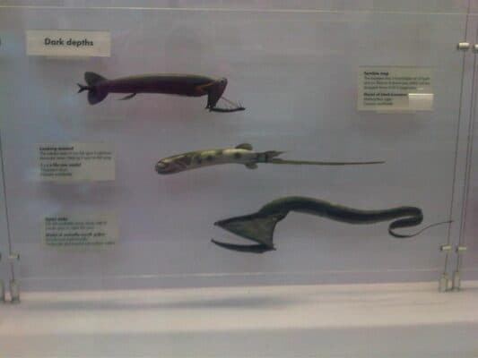 The Telescopefish: The Deep-Sea Predator That Sees Like No Other - A-Z ...