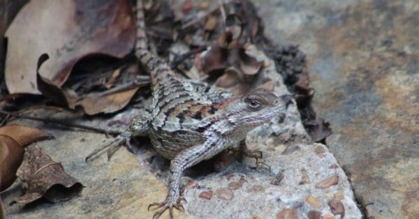 Texas Spiny Lizard Animal Facts - Sceloporus olivaceous - A-Z Animals