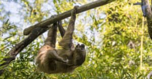 Explore These 20 Amazing Zoos with Sloths - A-Z Animals