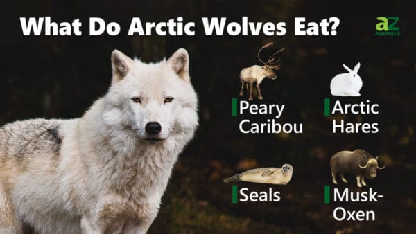What Do Arctic Wolves Eat? - A-Z Animals