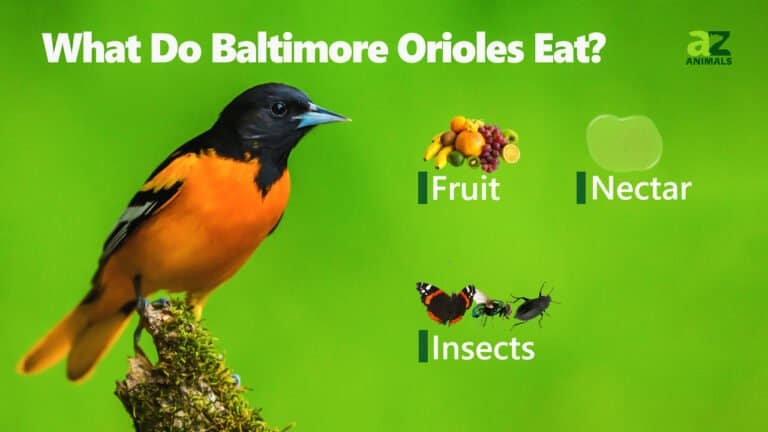 What Do Baltimore Orioles Eat? The Top 5+ Foods In Their Diet - A-Z Animals
