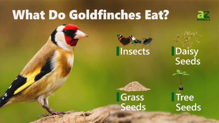 What Do Goldfinches Eat? 17 Foods They Love - A-Z Animals