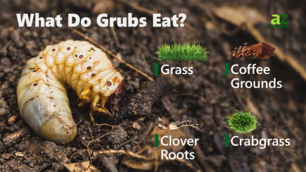 What Do Grubs Eat? - A-Z Animals