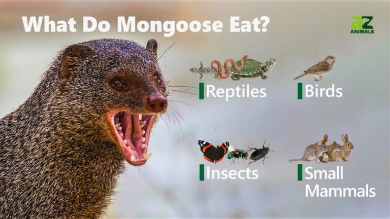 Mongoose Animal Facts - Herpestidae - A-Z Animals