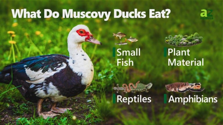 What Do Muscovy Ducks Eat? - A-Z Animals