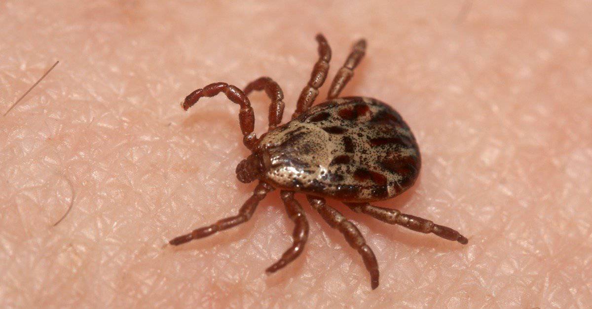 Explore The 8 U S States With The Most Ticks A Z Animals