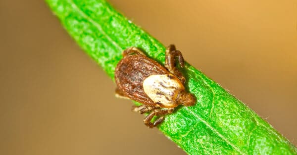Ticks in Oregon - A-Z Animals