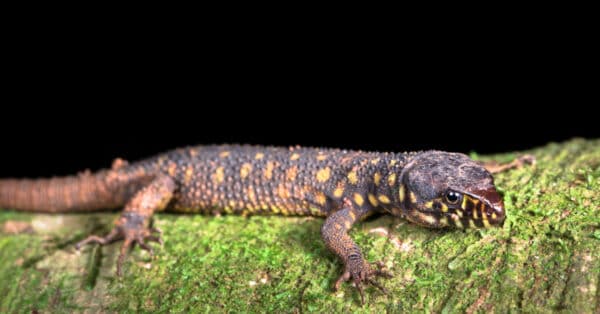 Yellow Spotted Lizard Animal Facts - Lepidophyma flavimaculatum - A-Z ...