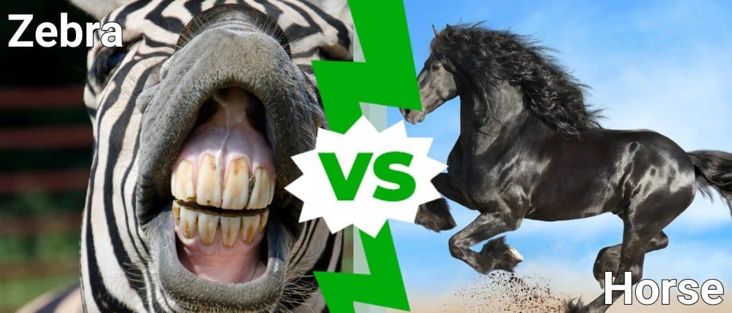Zebra vs Horse: What Are the Differences? - A-Z Animals