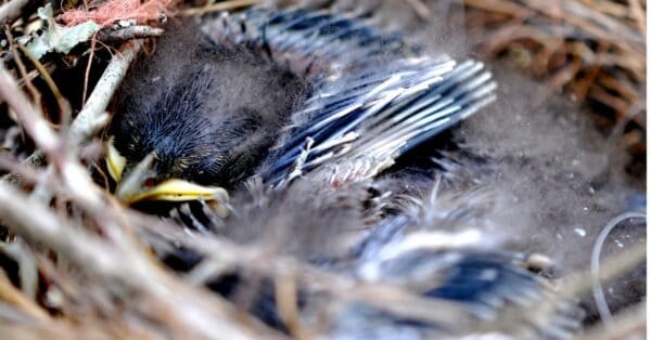 What’s a Baby Blue Jay Called + 4 More Amazing Facts and Pictures! - A ...
