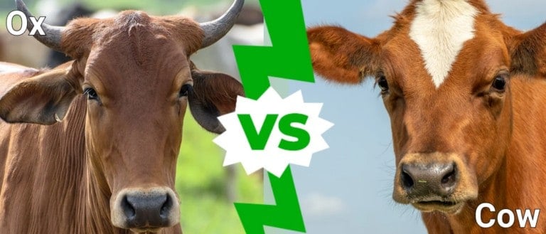 Ox vs Cow: What Are the Differences? - A-Z Animals