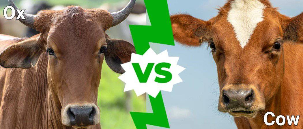 Ox vs Cow: What Are the Differences? - A-Z Animals