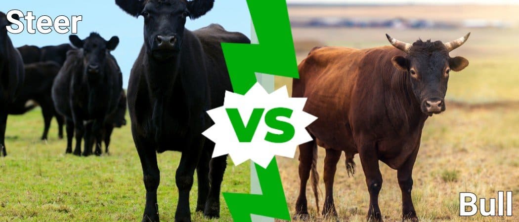 Steer vs Bull: Are They Different? - A-Z Animals