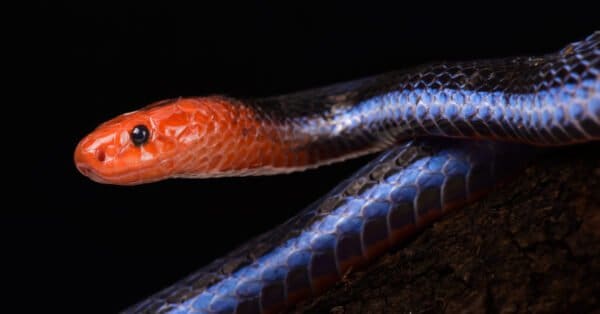 11 Coolest Looking Snakes in the World - A-Z Animals