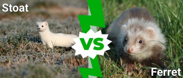 Stoat vs. Ferret: What Are the Differences? - A-Z Animals