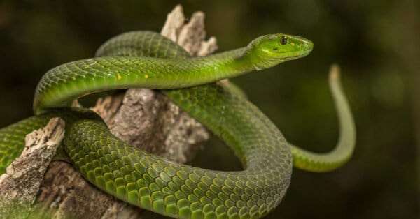 Mamba Animal Facts - Dendroaspis - A-Z Animals
