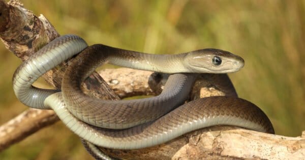 Why the Black Mamba Is the World’s Most Dangerous Snake - A-Z Animals