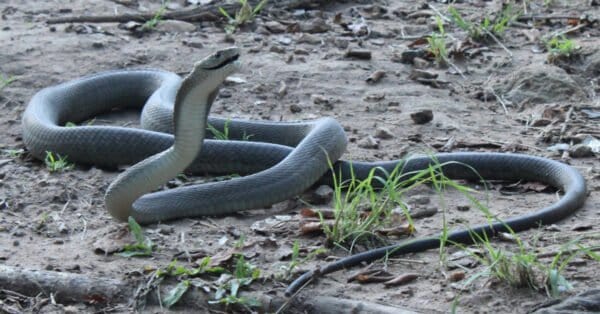 Black Mamba Bite: Why it has Enough Venom to Kill 19 Humans & How to ...