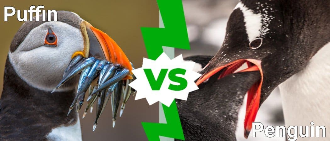 Puffin vs Penguin: What Are the Differences? - A-Z Animals