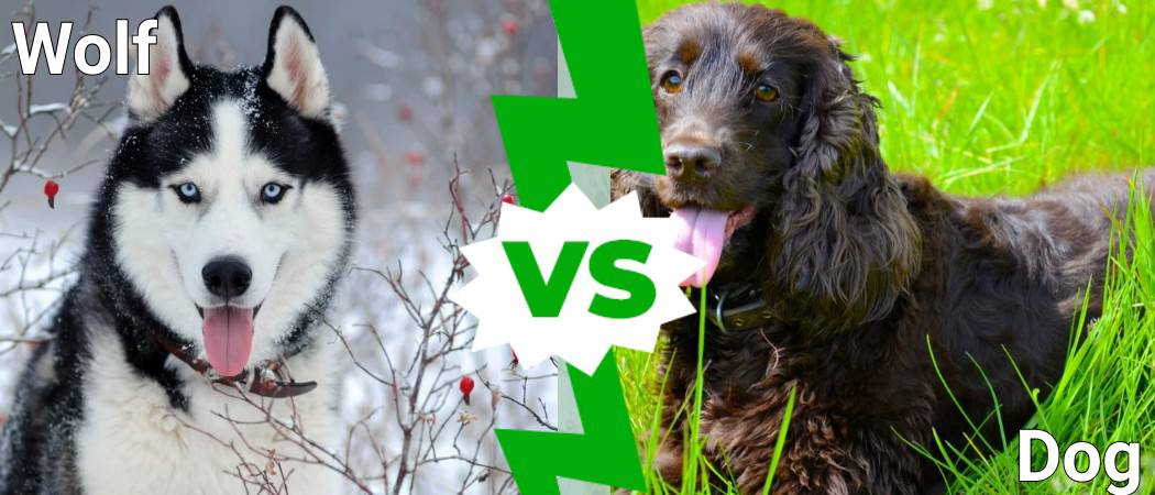Wolf vs Dog: What’s the Difference? - A-Z Animals
