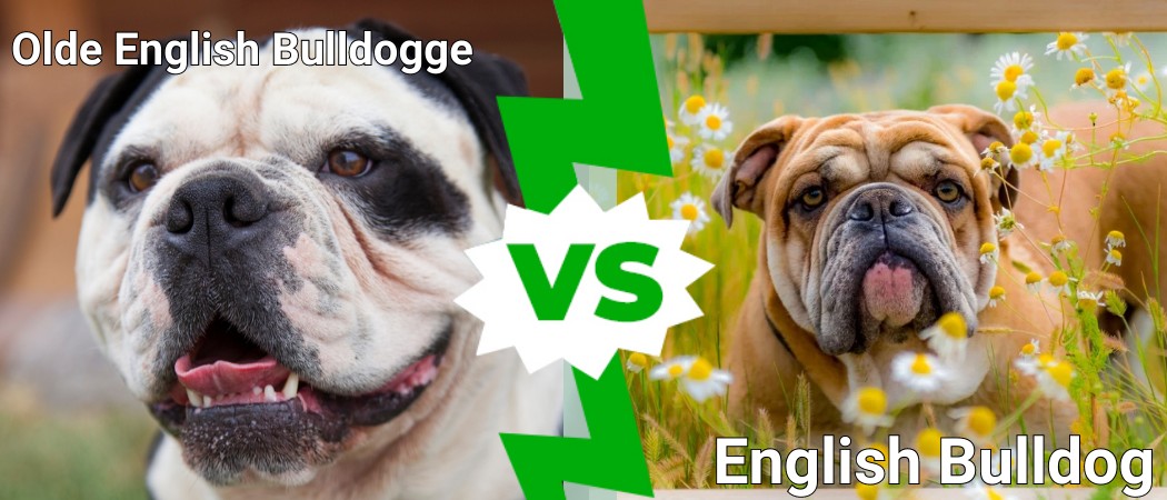 Olde English Bulldogge Vs English Bulldog: What Are 8 Key Differences? - A-Z Animals