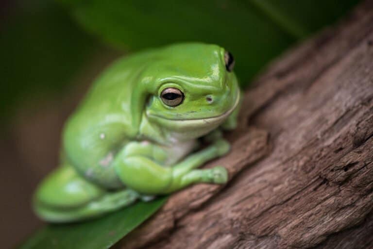 Why Do Frogs Croak? Why Do They Ribbit? - A-Z Animals