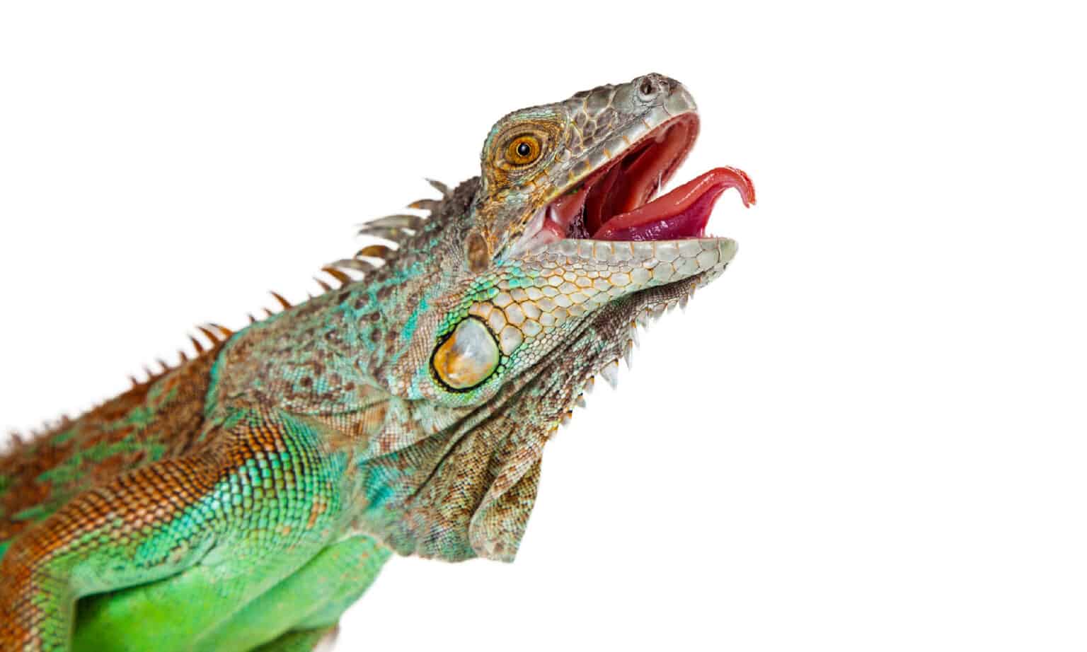 Do Lizards Bite? (And Which Lizards Are Most Dangerous!) - A-Z Animals
