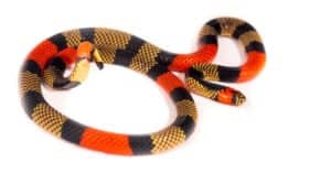 Coral Snake Animal Facts - Various - A-Z Animals