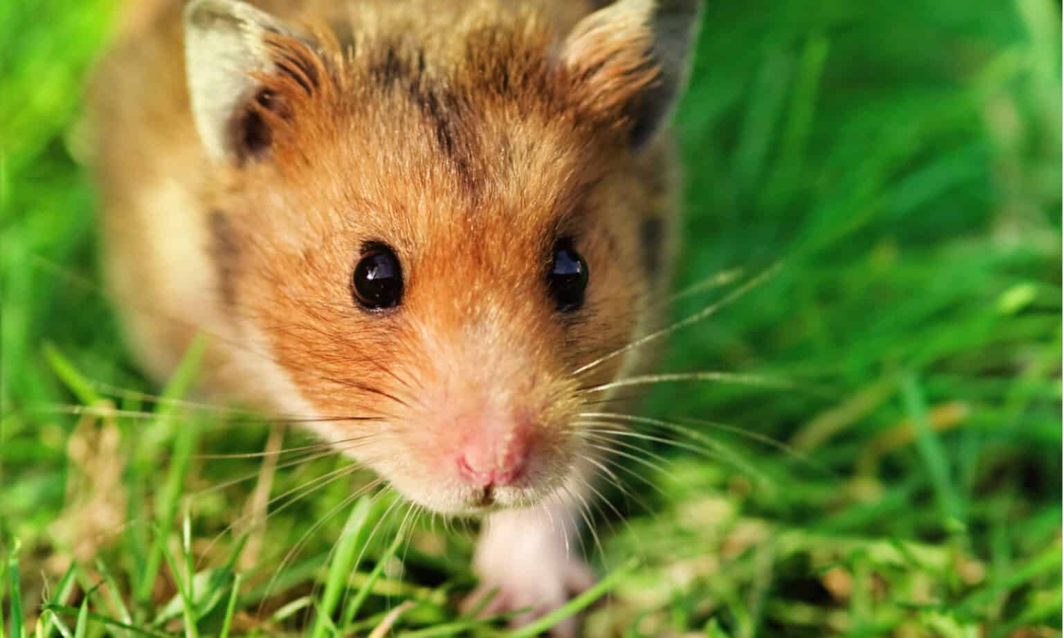 Syrian Hamster Animal Facts - Mesocricetus auratus - A-Z Animals