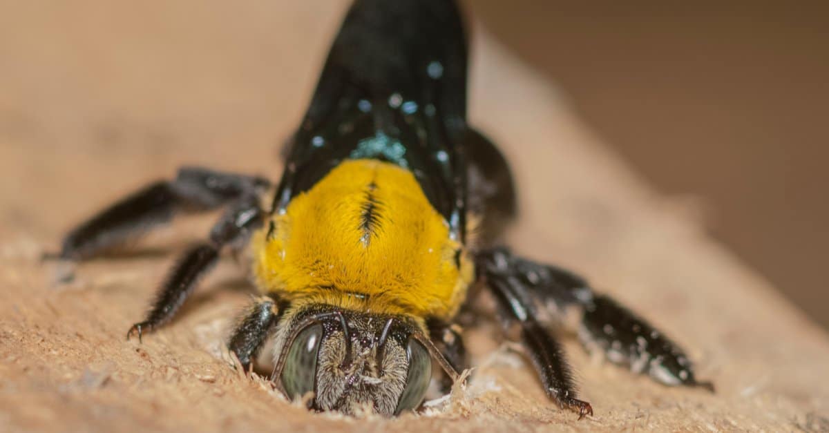 What Do Carpenter Bees Eat? - A Guide to Their Diet - A-Z Animals