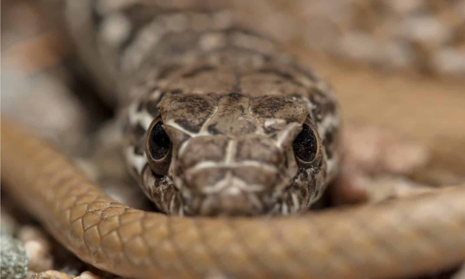 Western vs Eastern Coachwhip Snake: The 3 Differences - A-Z Animals