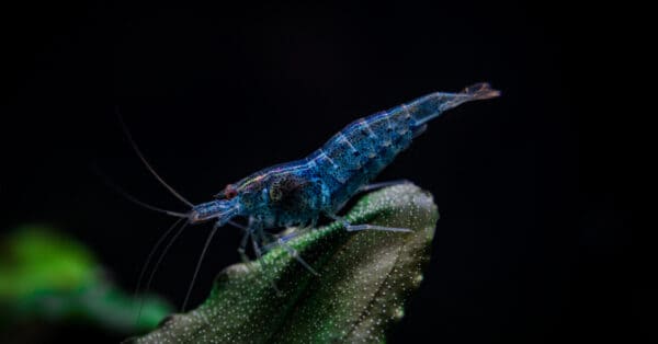 12 Types of Blue Fish: Different Aquarium Fish that are Blue - A-Z Animals