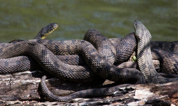 Discover 8 Types of Water Snakes - A-Z Animals
