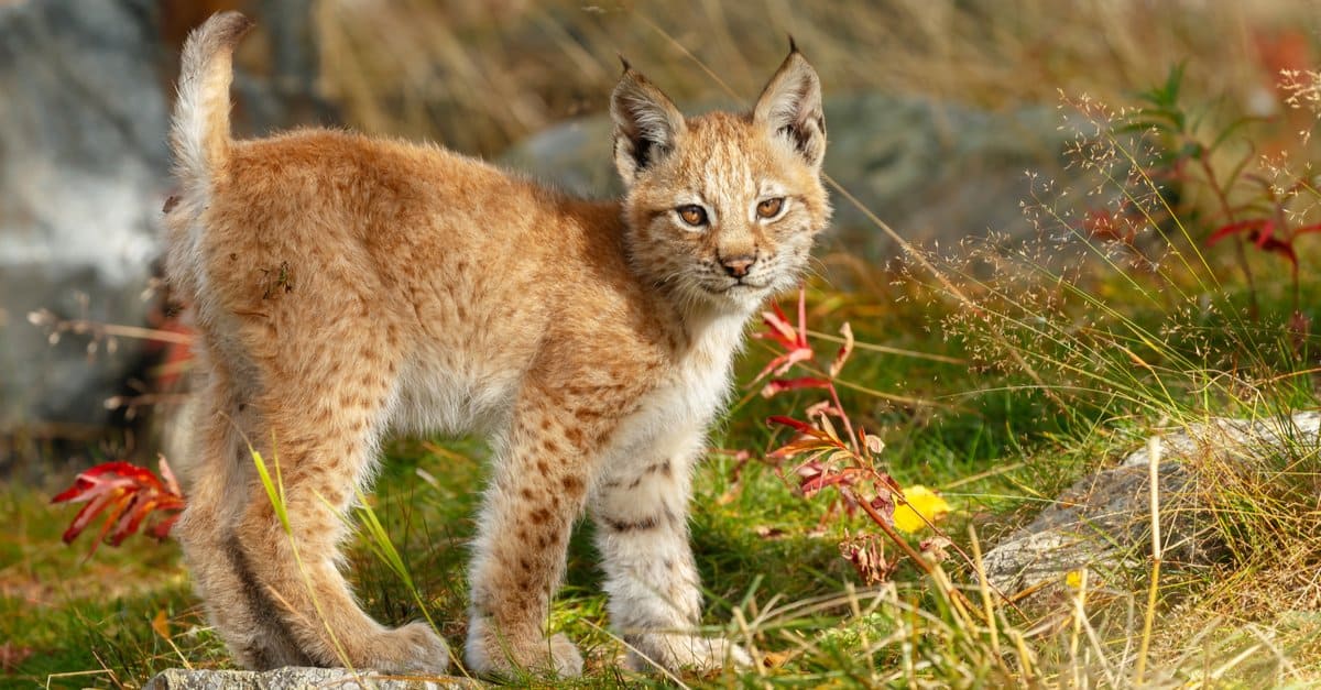 What’s a Baby Lynx Called + 4 More Amazing Facts! - A-Z Animals