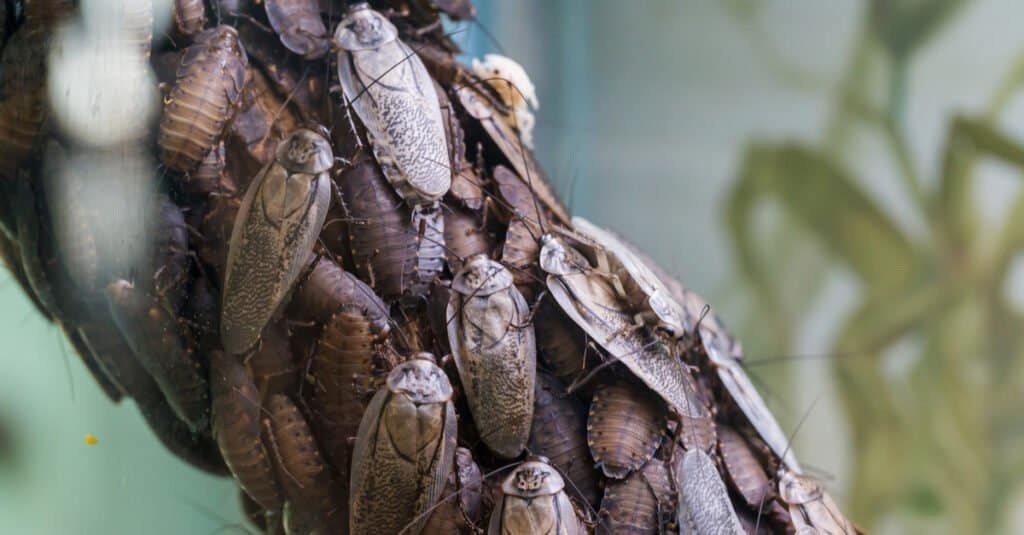 The Global Cockroach Population Is Several Trillion! - A-Z Animals ...