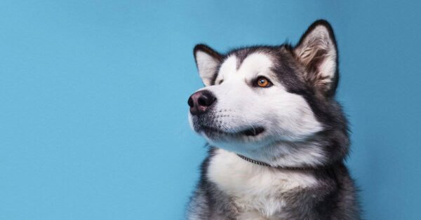 Alaskan Husky Animal Facts - Canis lupus - A-Z Animals