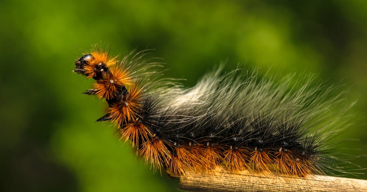 What is a Woolly Worm and Why Do People Trust Its Forecasting Skills ...
