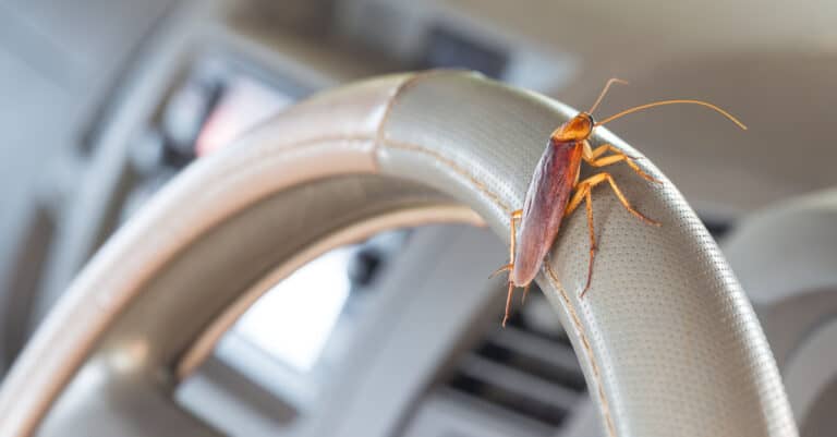 Roaches In Your Car: Why They Do This and How to Remove Them - A-Z Animals