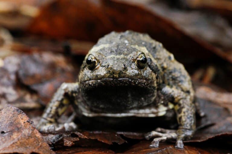 Bullfrog vs Toad: How to Tell Them Apart - A-Z Animals