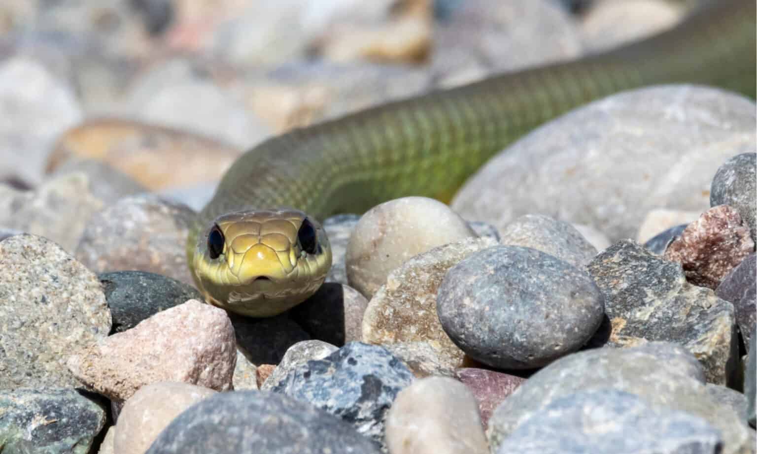The 7 Snakes Slithering Around Lake Placid - Are Any Venomous? - A-Z ...